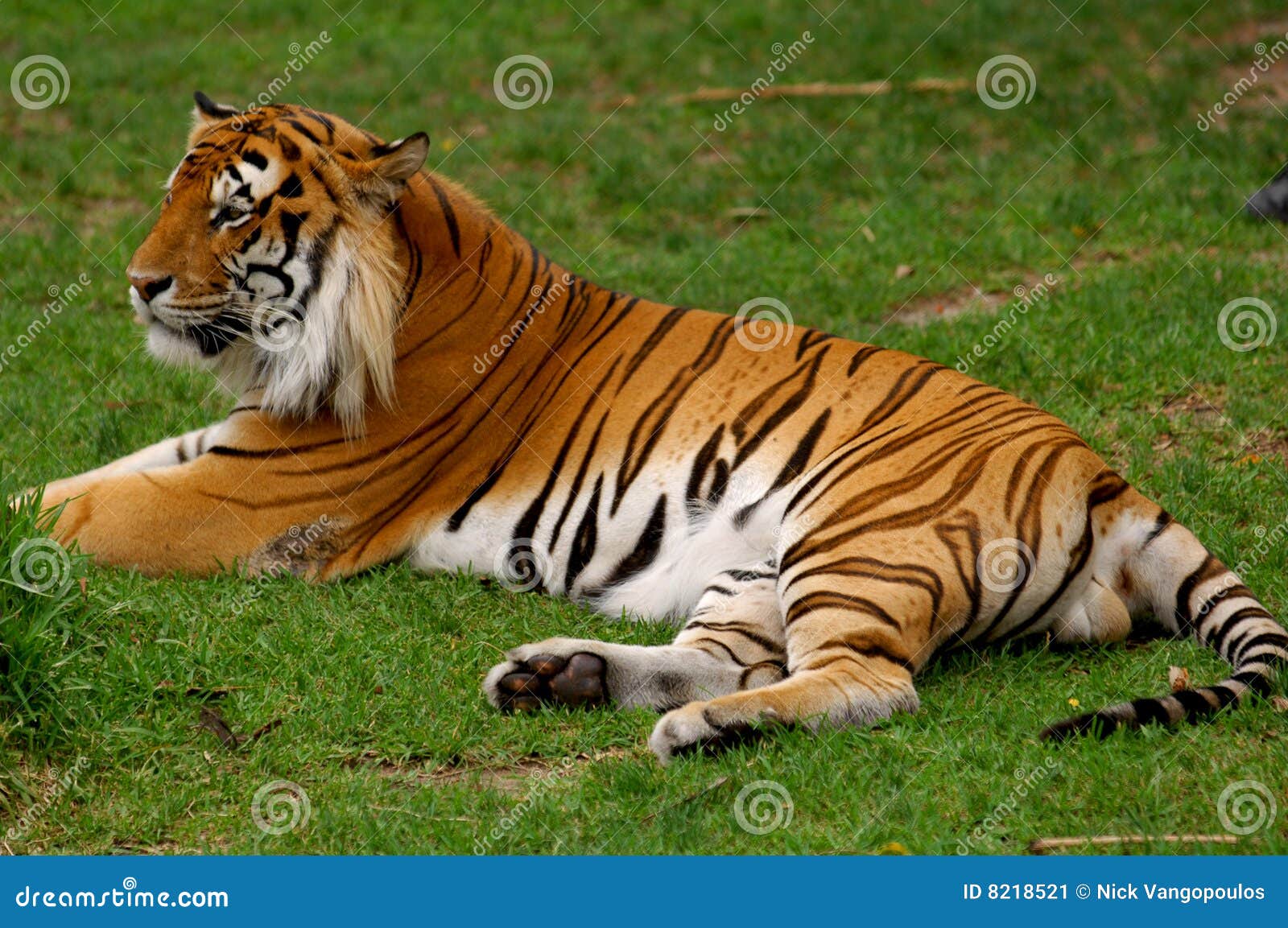 Asian tiger stock image. Image of exotic, indonesia, beautiful - 8218521