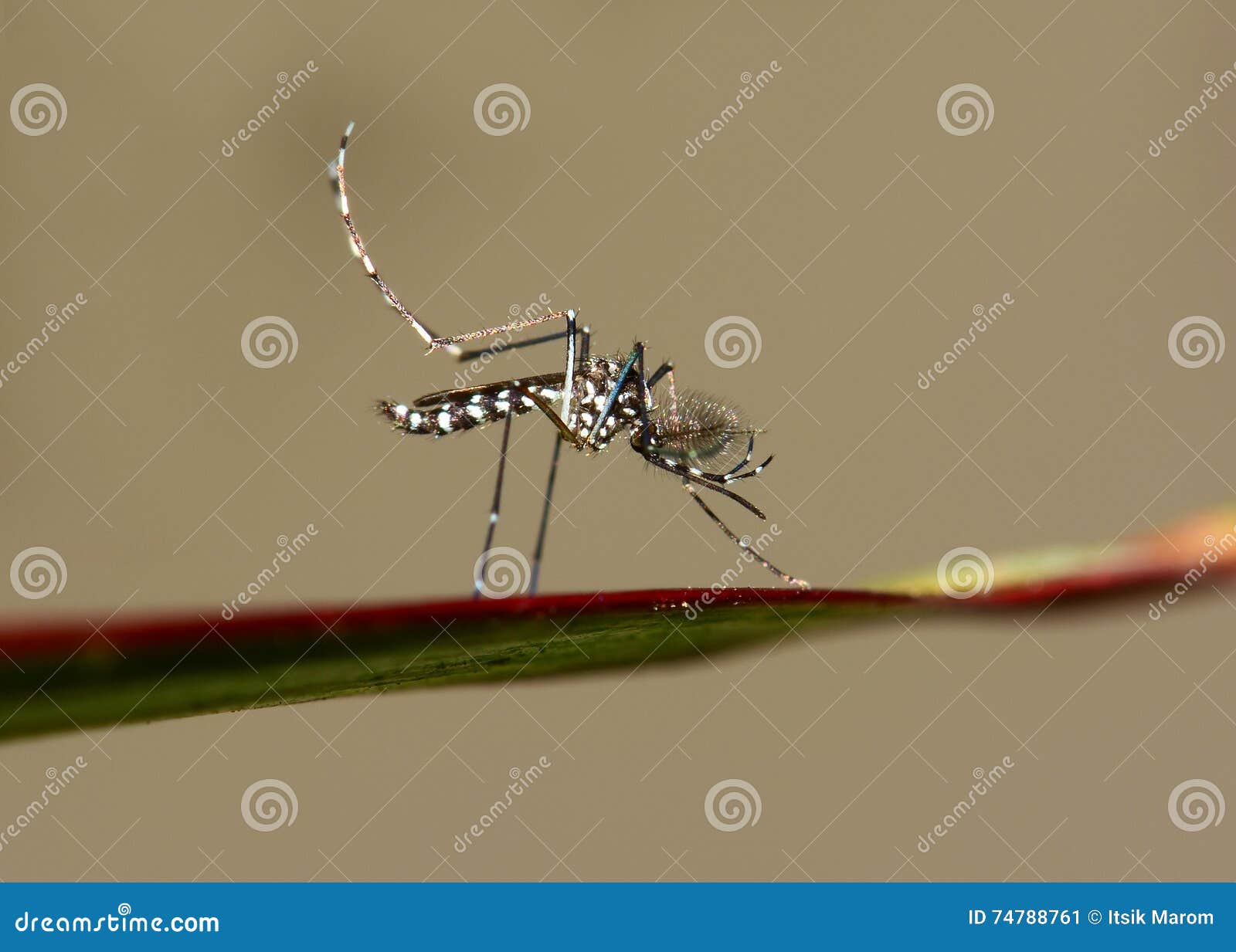 Asian Tiger Mosquito stock image. Image of resting, bacterium - 74788761