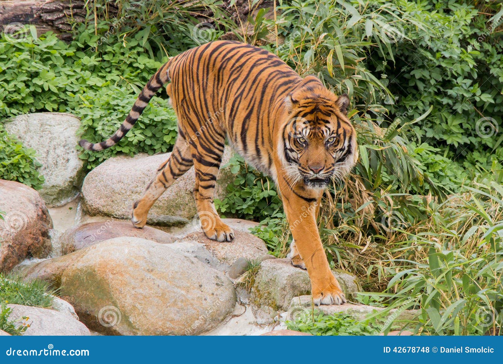 Asian Tiger stock photo. Image of stripes, tiger, green - 42678748