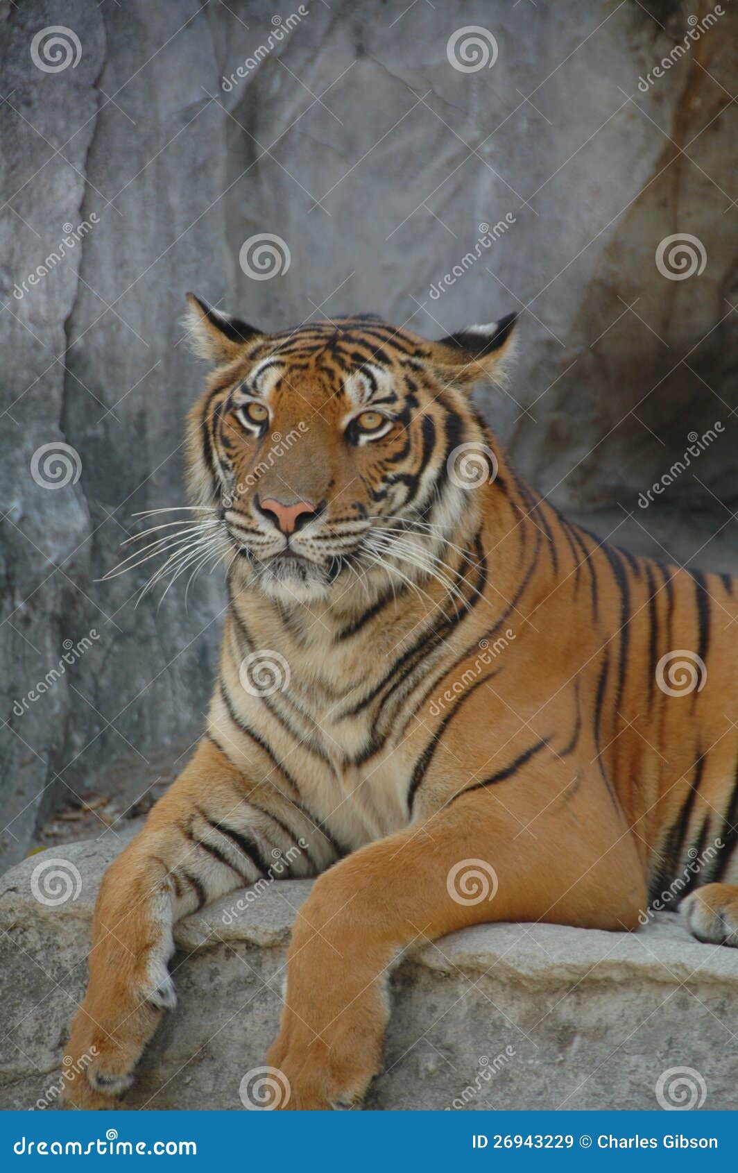 Asian Tiger (Panthera Tigris) Stock Image - Image of hunter, predator ...