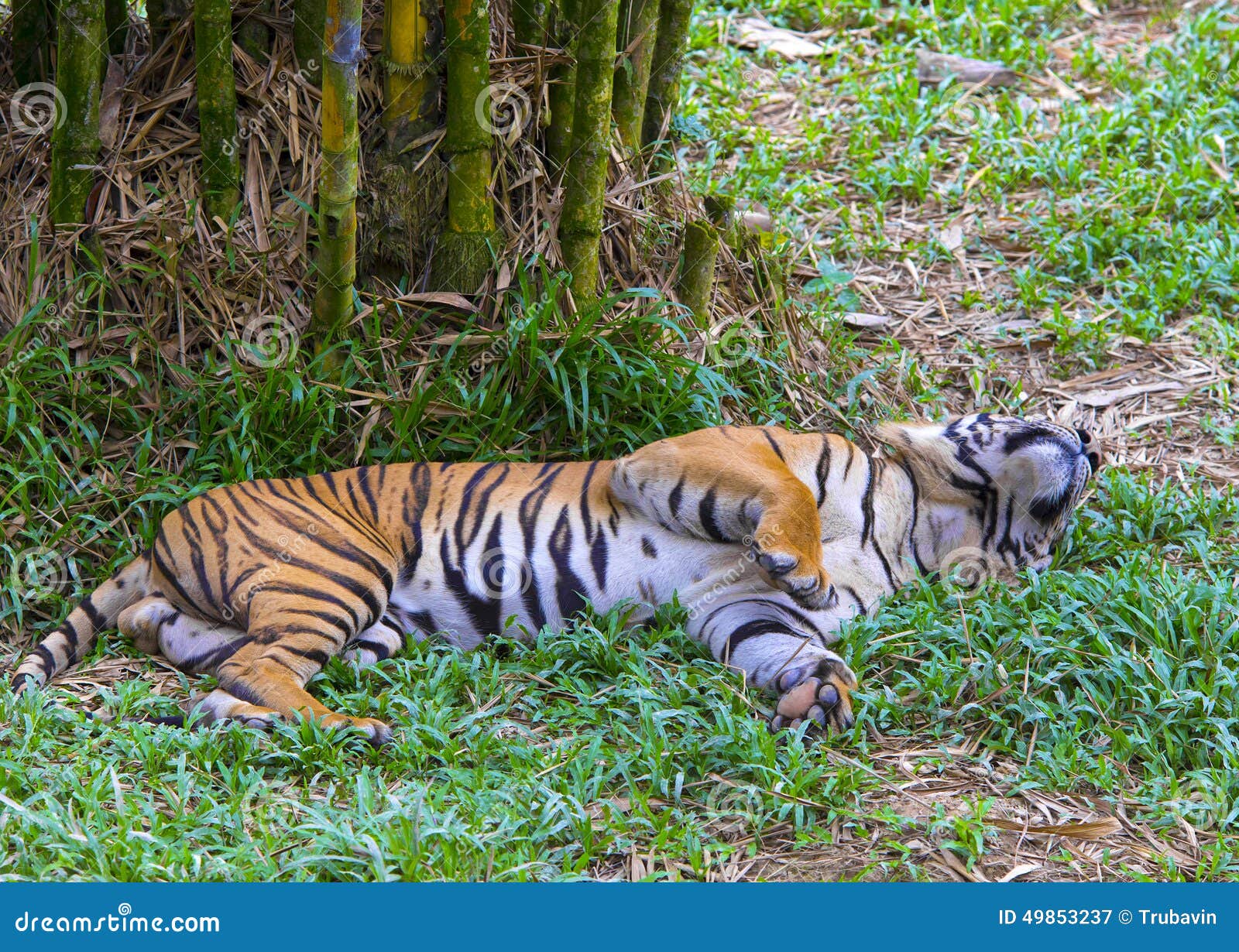 Asian tiger. stock image. Image of biology, dangerous - 49853237