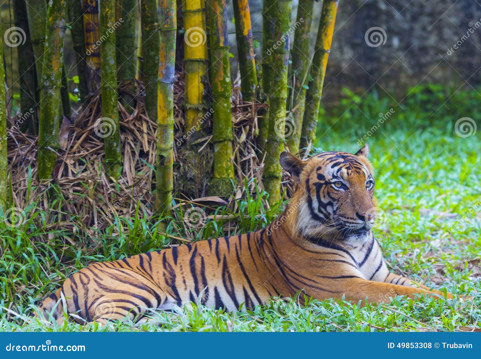 Asian tiger. stock photo. Image of outdoor, jungle, asian - 49853308