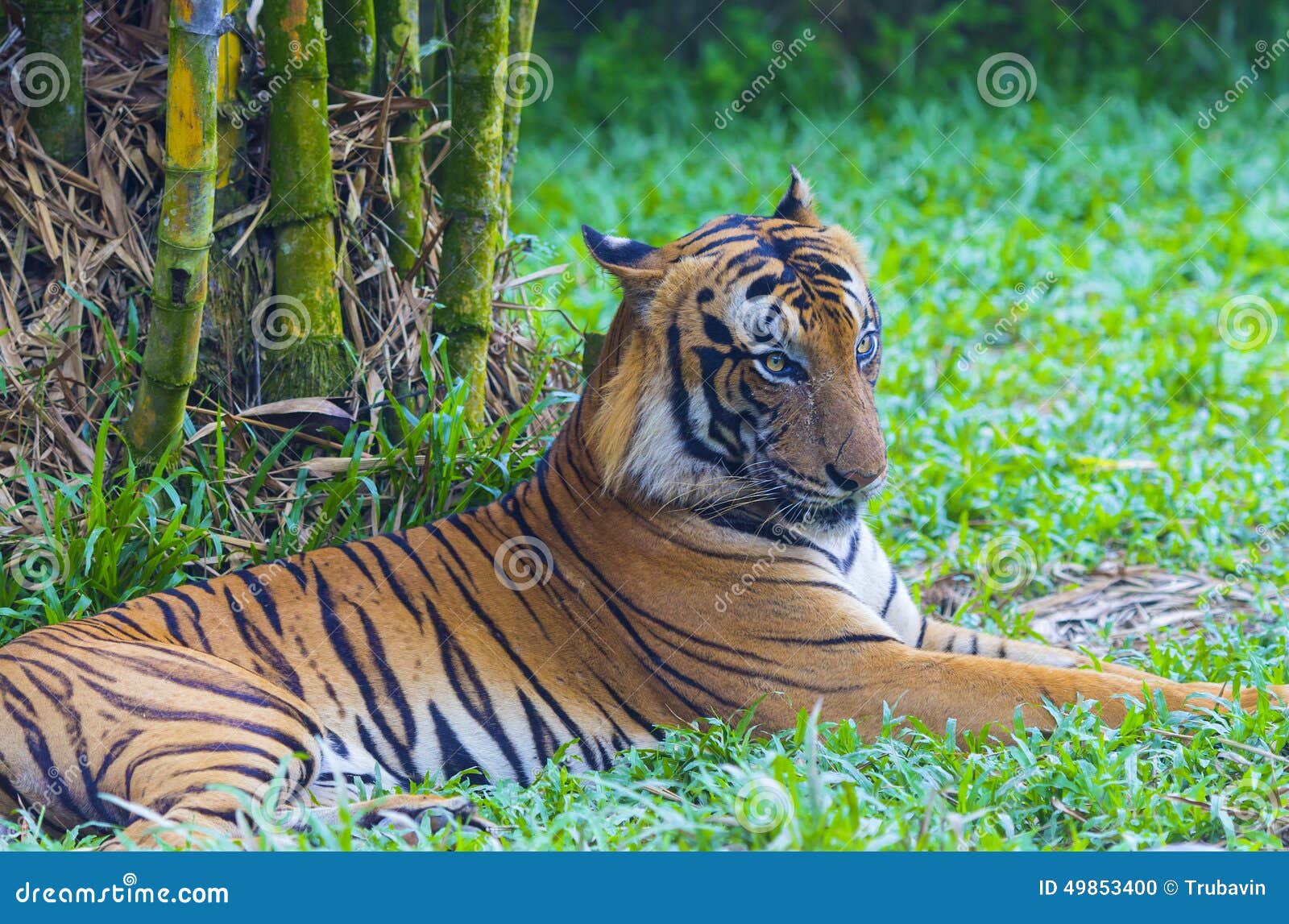 Asian Tiger. Stock Photo - Image: 49853400