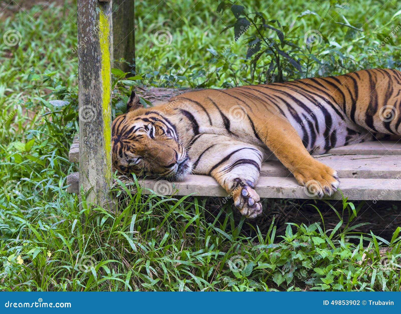 Asian tiger. stock photo. Image of park, conservation - 49853902