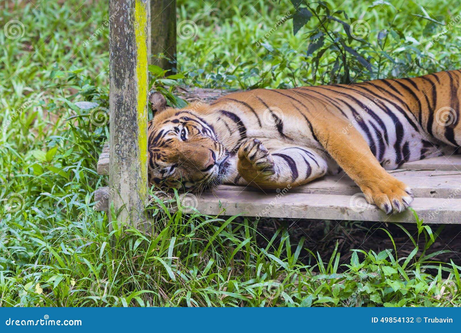 Asian tiger. stock photo. Image of jungle, catch, power - 49854132