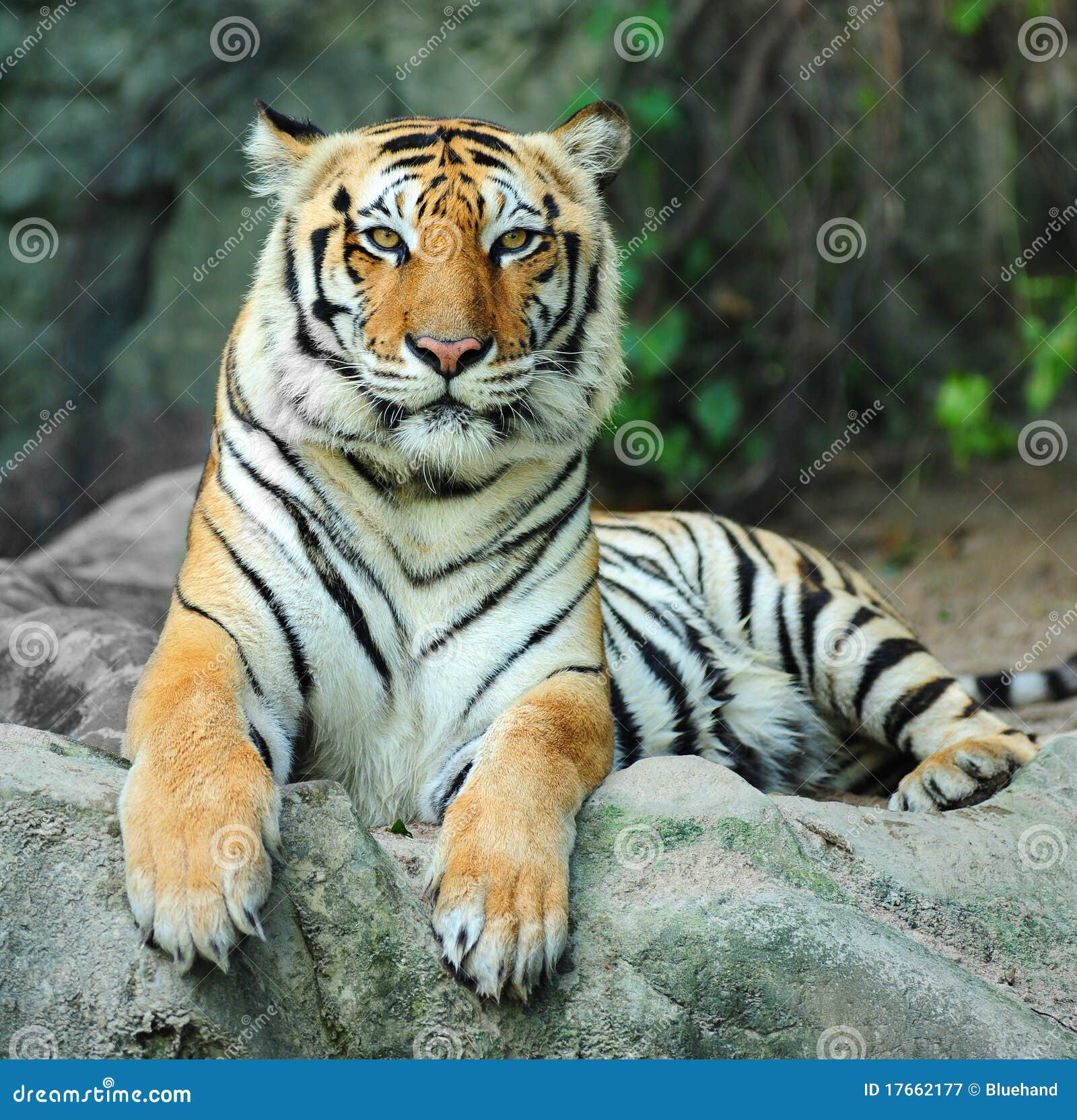 Asian Tiger On Rock Royalty Free Stock Photography - Image: 17662177