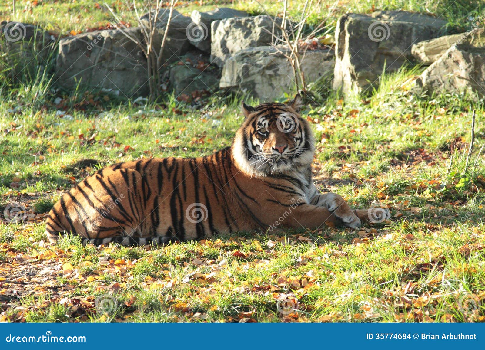 Asian tiger. stock photo. Image of stripes, tiger, resting - 35774684