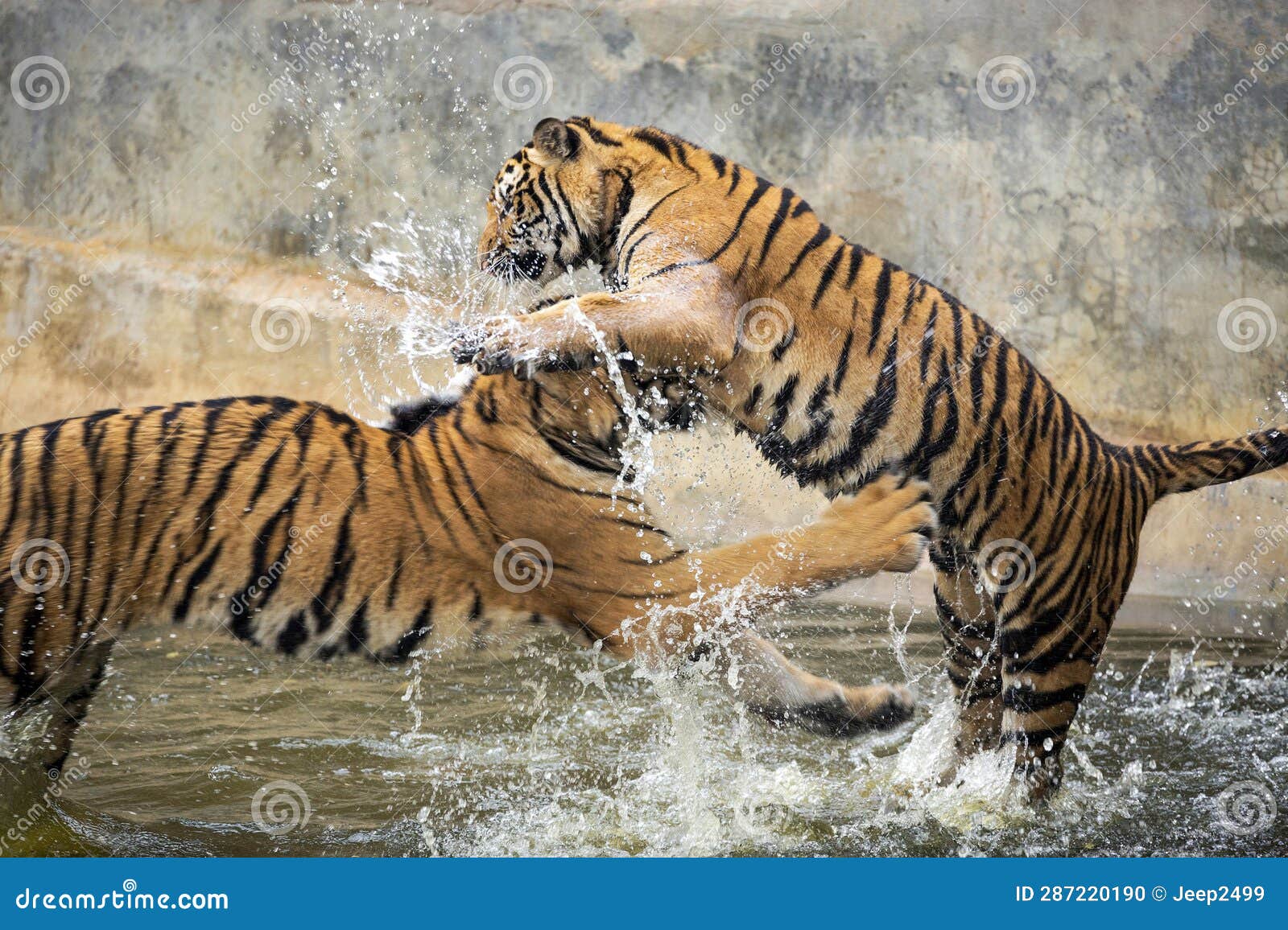 Asian Tigers are Happily Playing. Stock Photo - Image of hunter ...