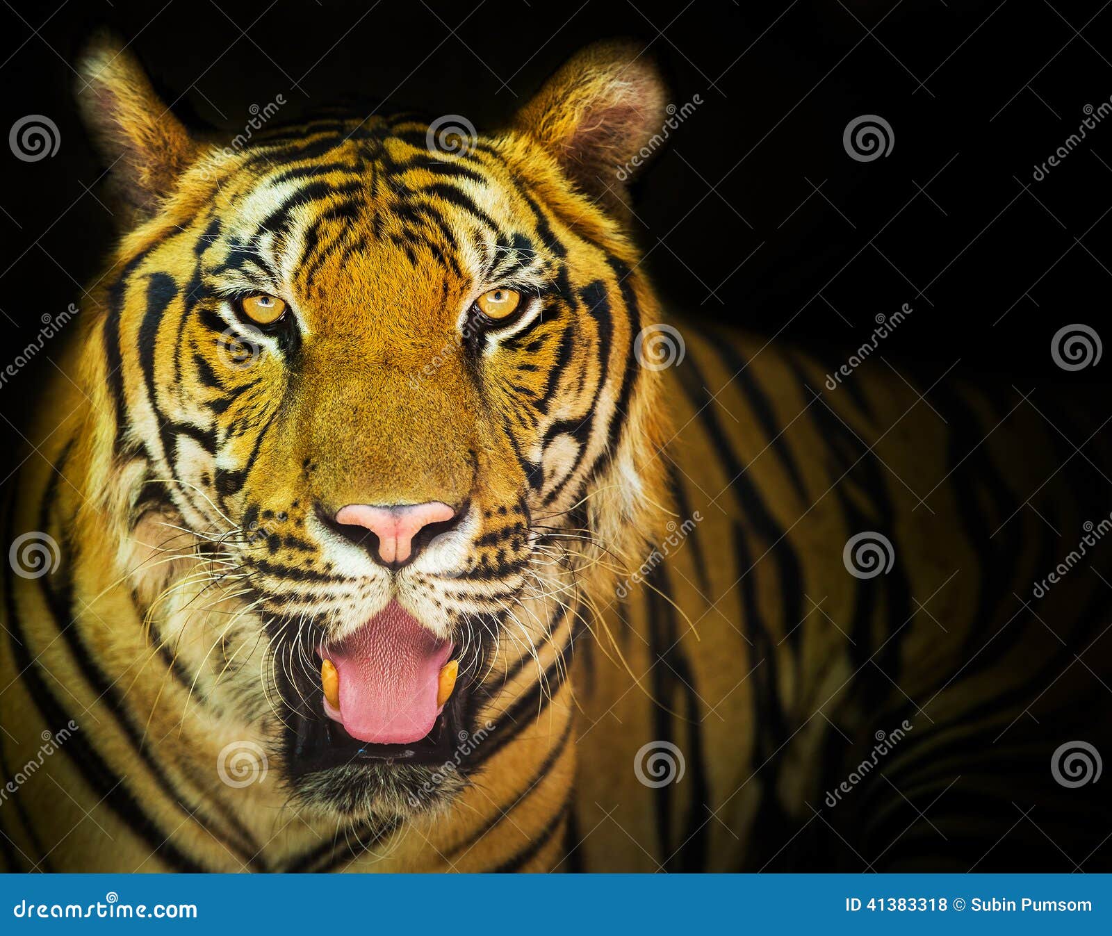 Asian Tigers stock photo. Image of carnivore, beauty - 41383318