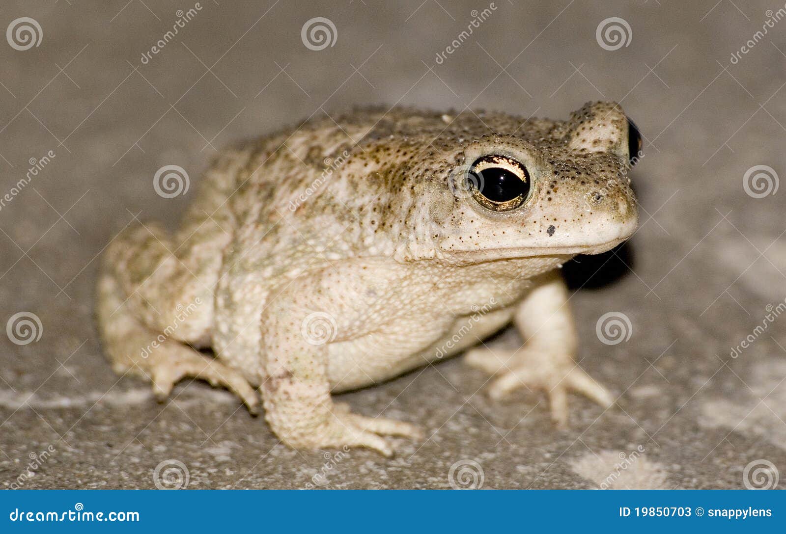 Asian Toad stock image. Image of amphibian, legs, bumpy - 19850703