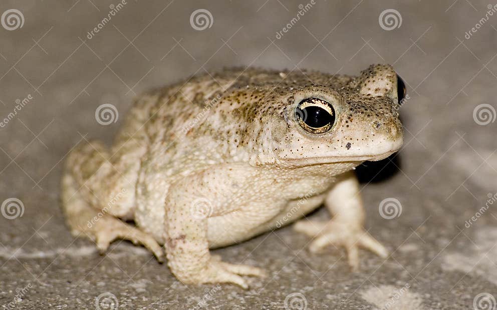 Asian Toad stock image. Image of amphibian, legs, bumpy - 19850703