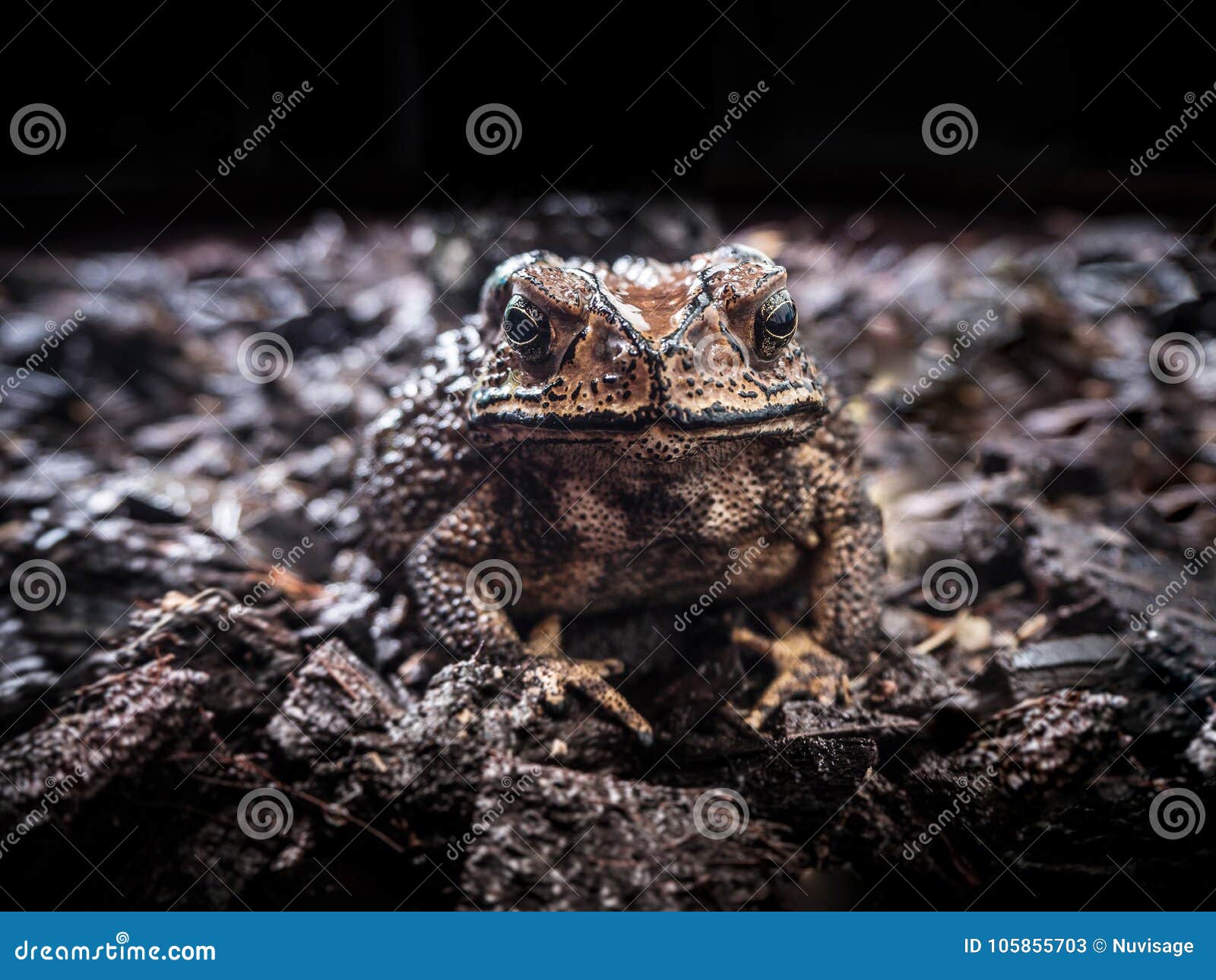 Asian Toad Common Toad Bufo Bufo, Front Close Up Shot Stock Image ...