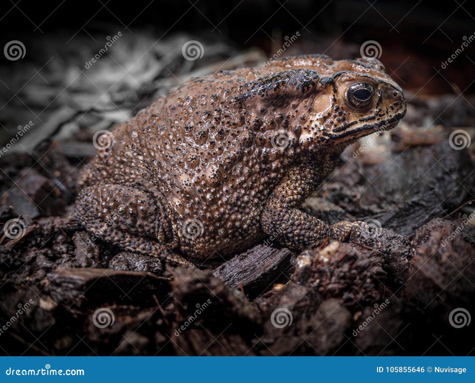 Asian Toad Common Toad Bufo Bufo, Front Close Up Side Shot Stock Photo ...