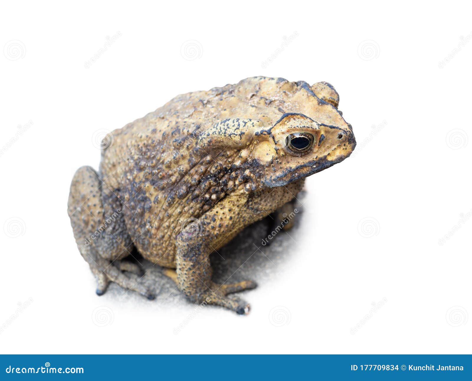 Asian Toad Duttaphrynus Melanostictus Stock Photo - Image of garden ...
