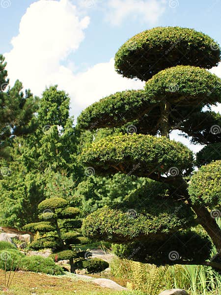 Asian tree stock image. Image of japan, garden, vegetation - 11797665