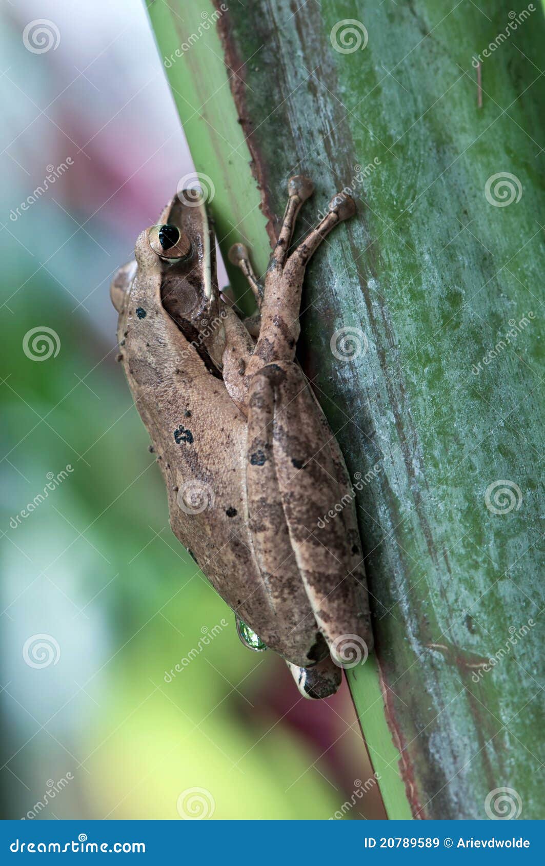 Asian tree-frog stock image. Image of animal, look, close - 20789589
