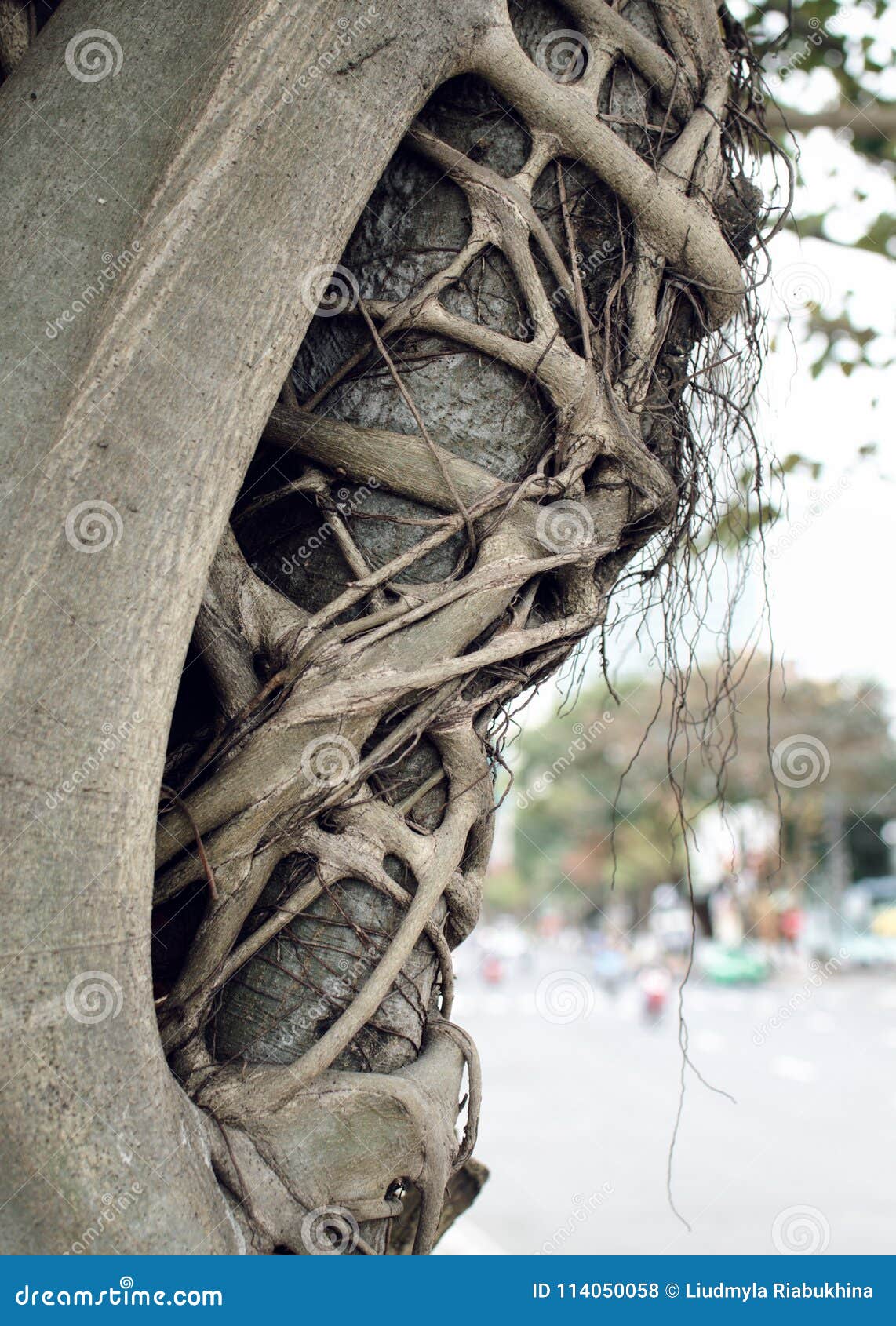 Asian Tree with Strange Branches Stock Photo - Image of ecology, plant ...
