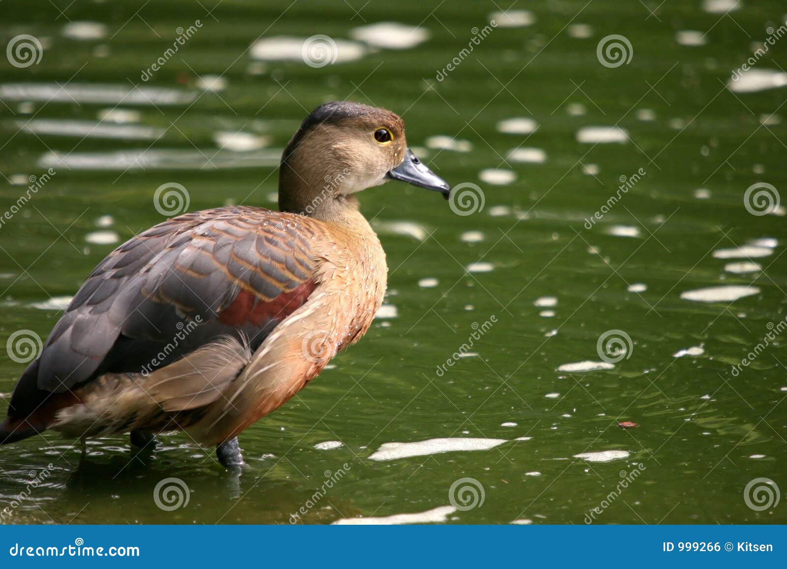 Asian treeduck stock photo. Image of biology, elegance - 999266