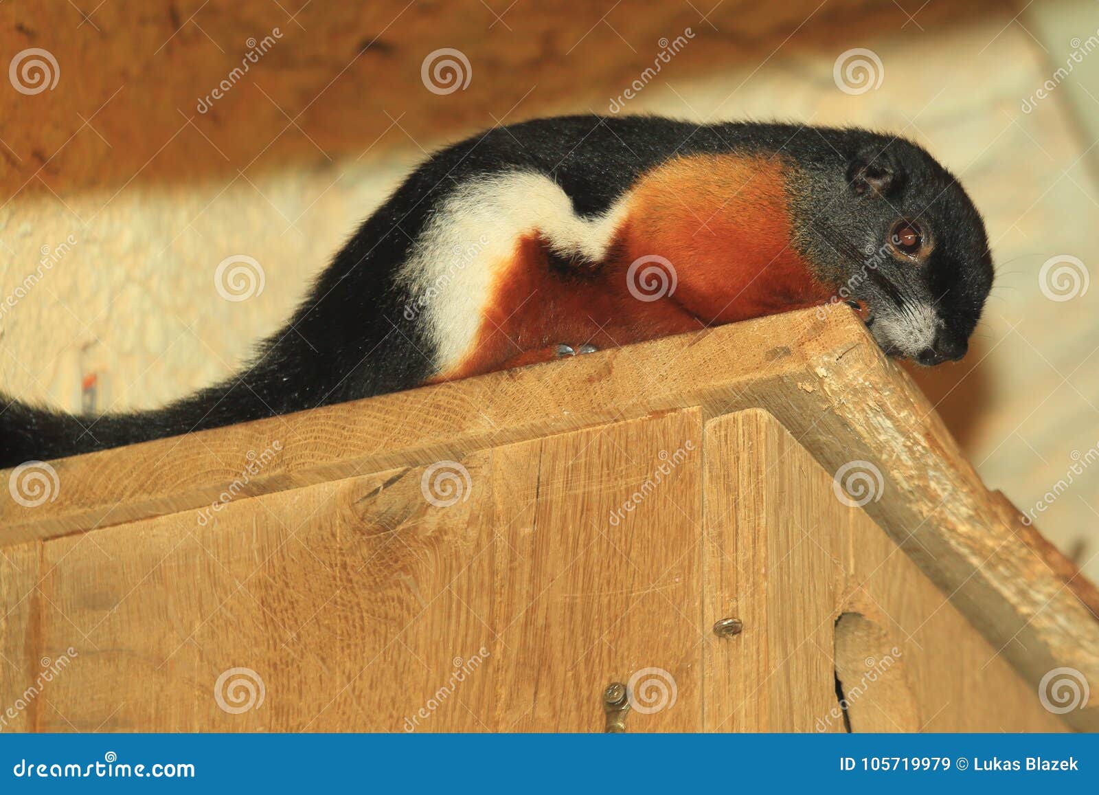 Asian tri-colored squirrel stock image. Image of prevost - 105719979
