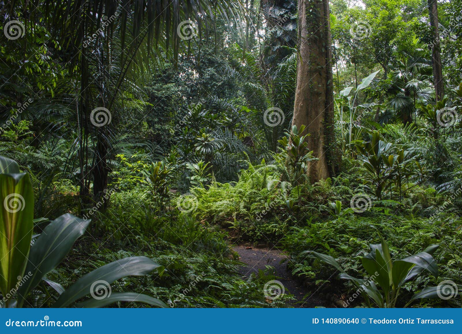 Asian tropical rainforest stock photo. Image of path - 140890640