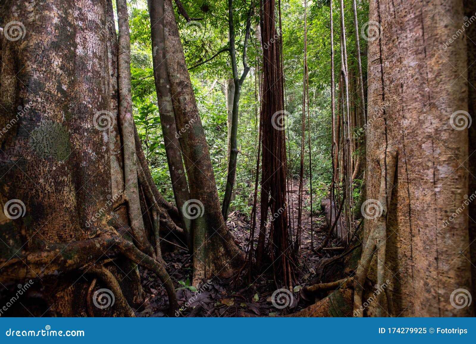 Asian Tropical Rainforest, Forest Trees, Tree Roots in Forest Stock ...