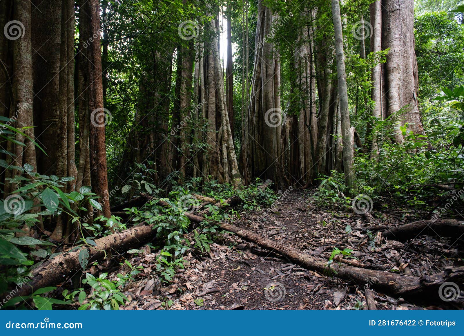 Asian Tropical Rainforest, Forest Trees, Tree Roots and Sunshine in a ...