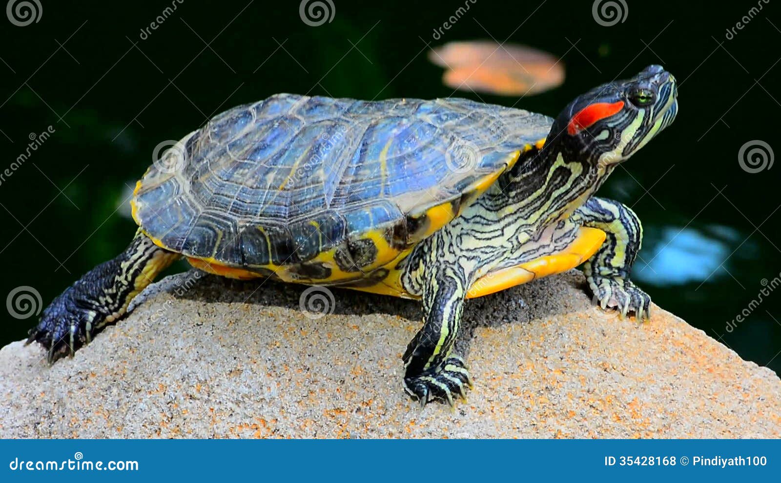 Asian terrapin turtle stock video. Video of cute, kong - 35428168