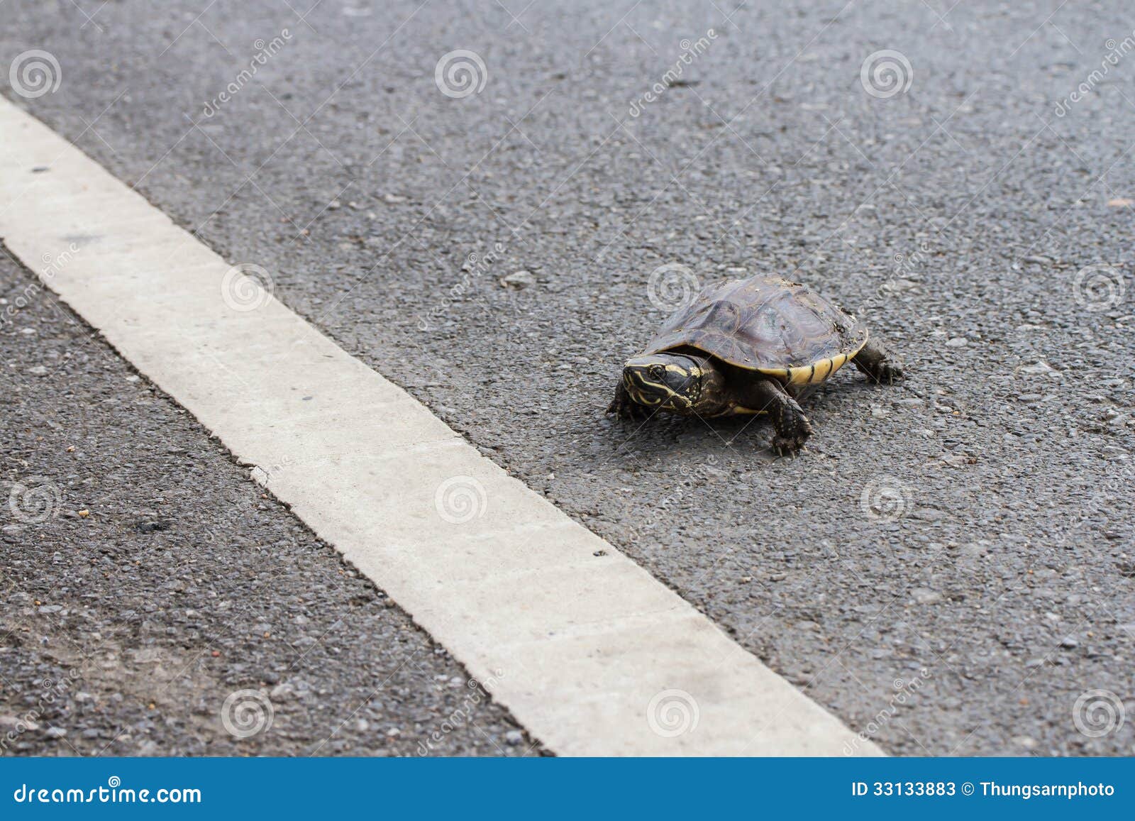 Asian Turtle Moving Across the Road Stock Image - Image of road, eyes ...