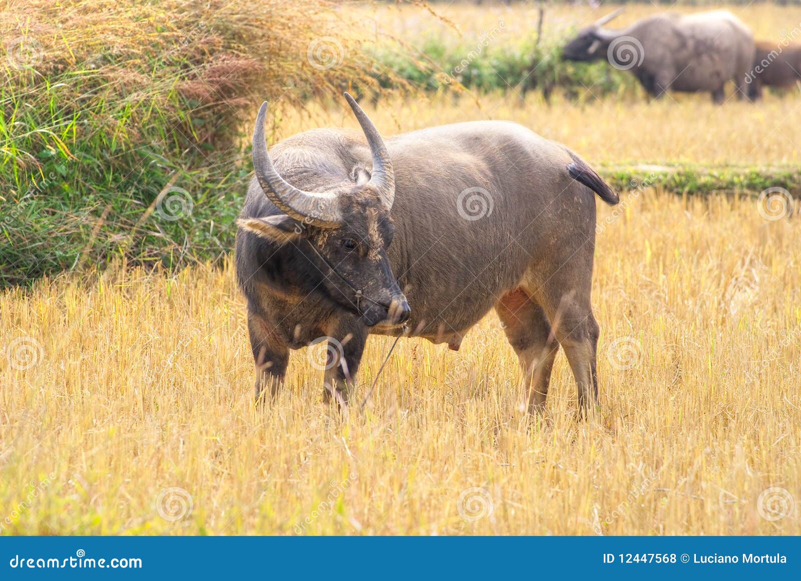 Asian Water Buffalo. stock photo. Image of isolated, assam - 12447568