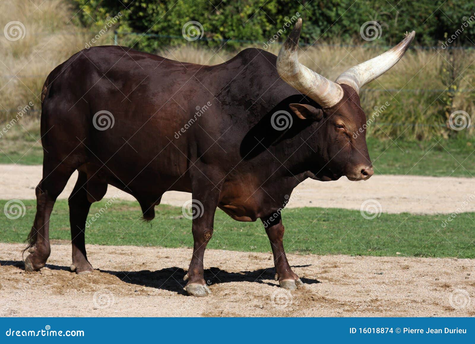 Asian water buffalo stock photo. Image of animal, ungulate - 16018874