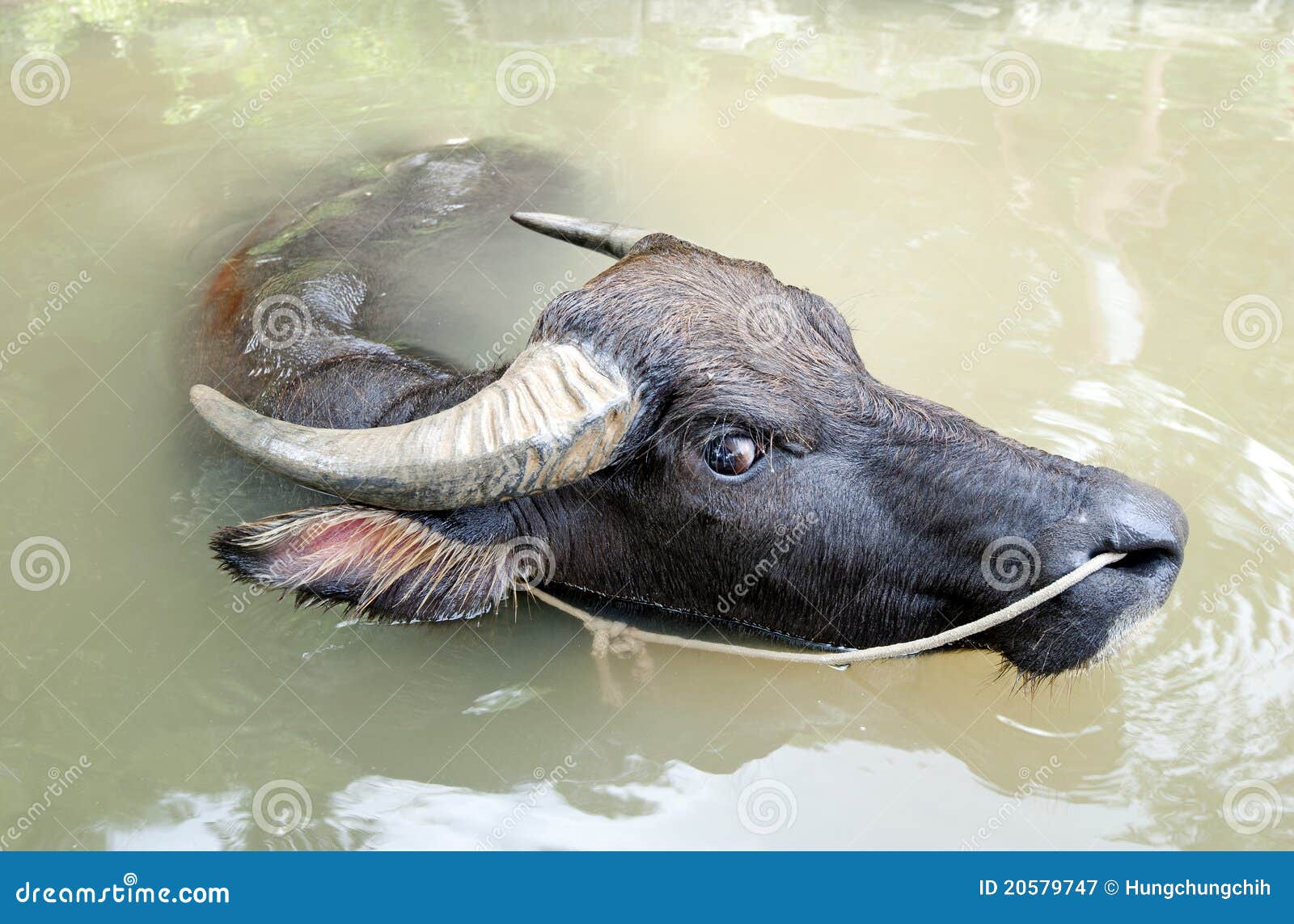 Asian water buffalo stock image. Image of asian, guilin - 20579747