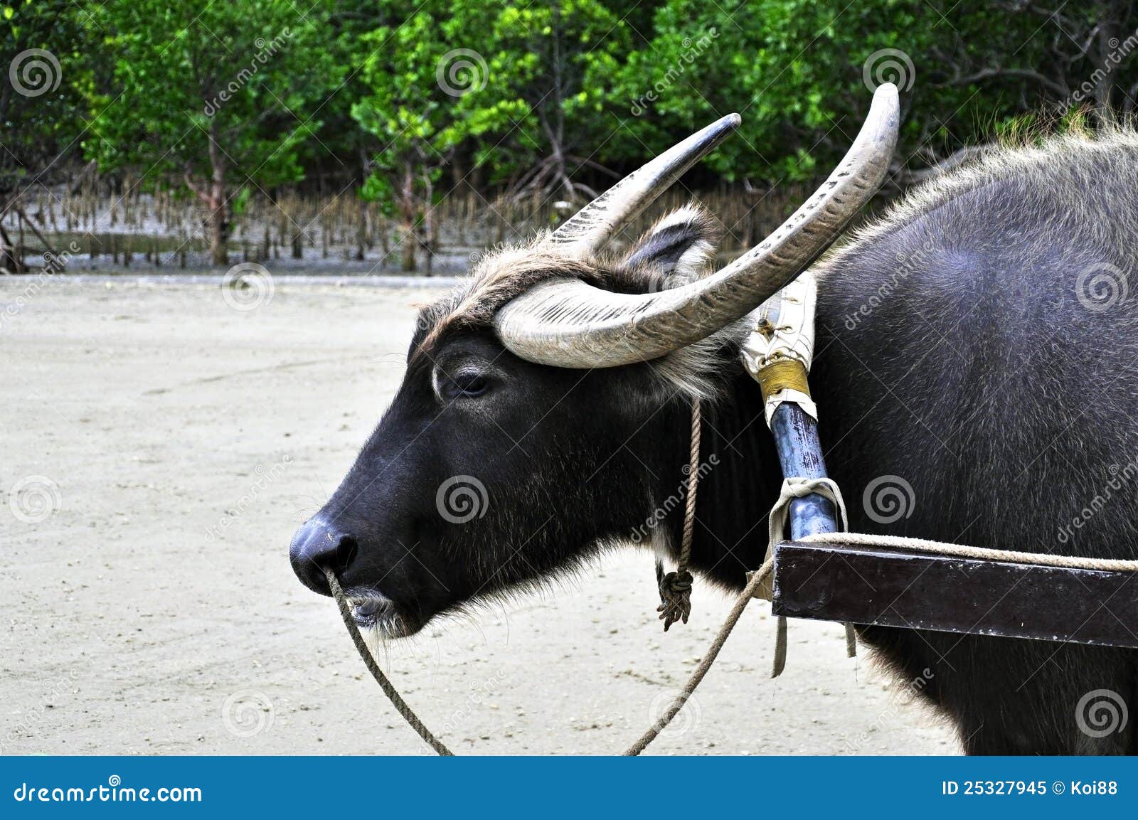 Asian Water Buffalo stock image. Image of bubalus, mangroves - 25327945