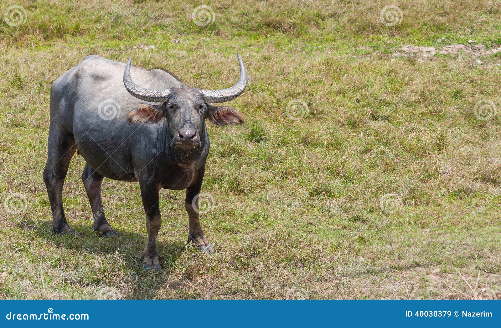 Asian Water Buffalo on the Field Stock Image - Image of horn, large ...