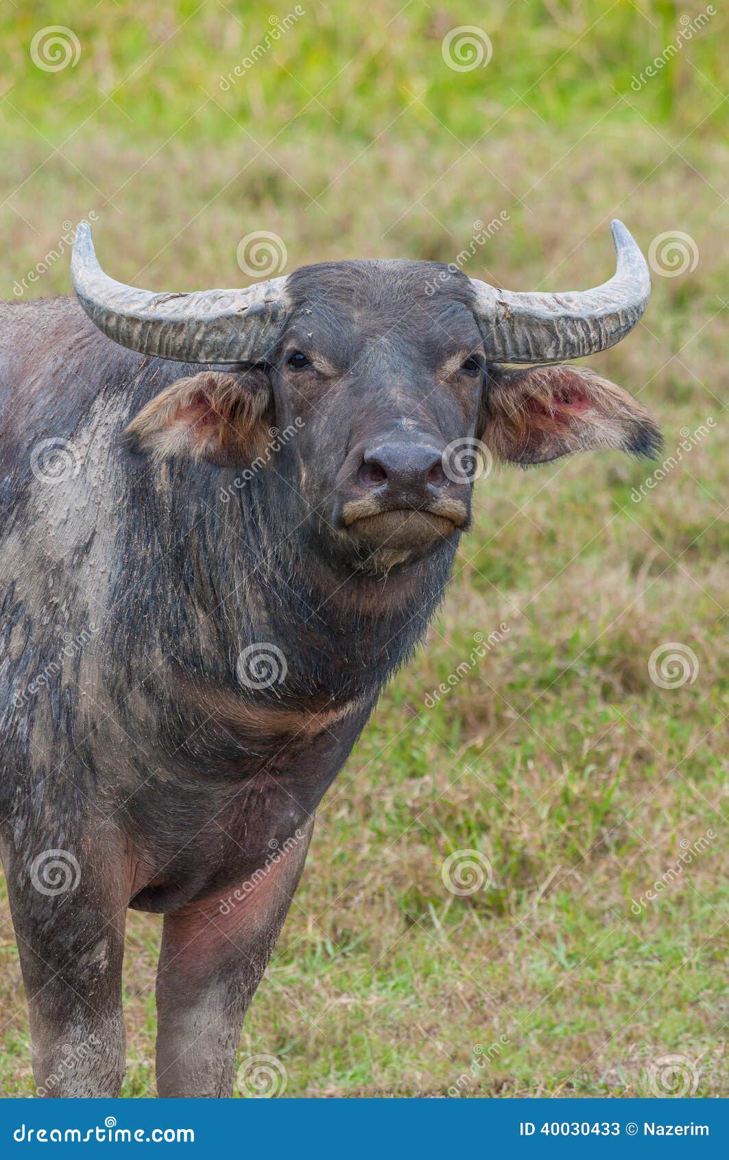 Asian Water Buffalo on the Field Stock Image - Image of large, colorado ...