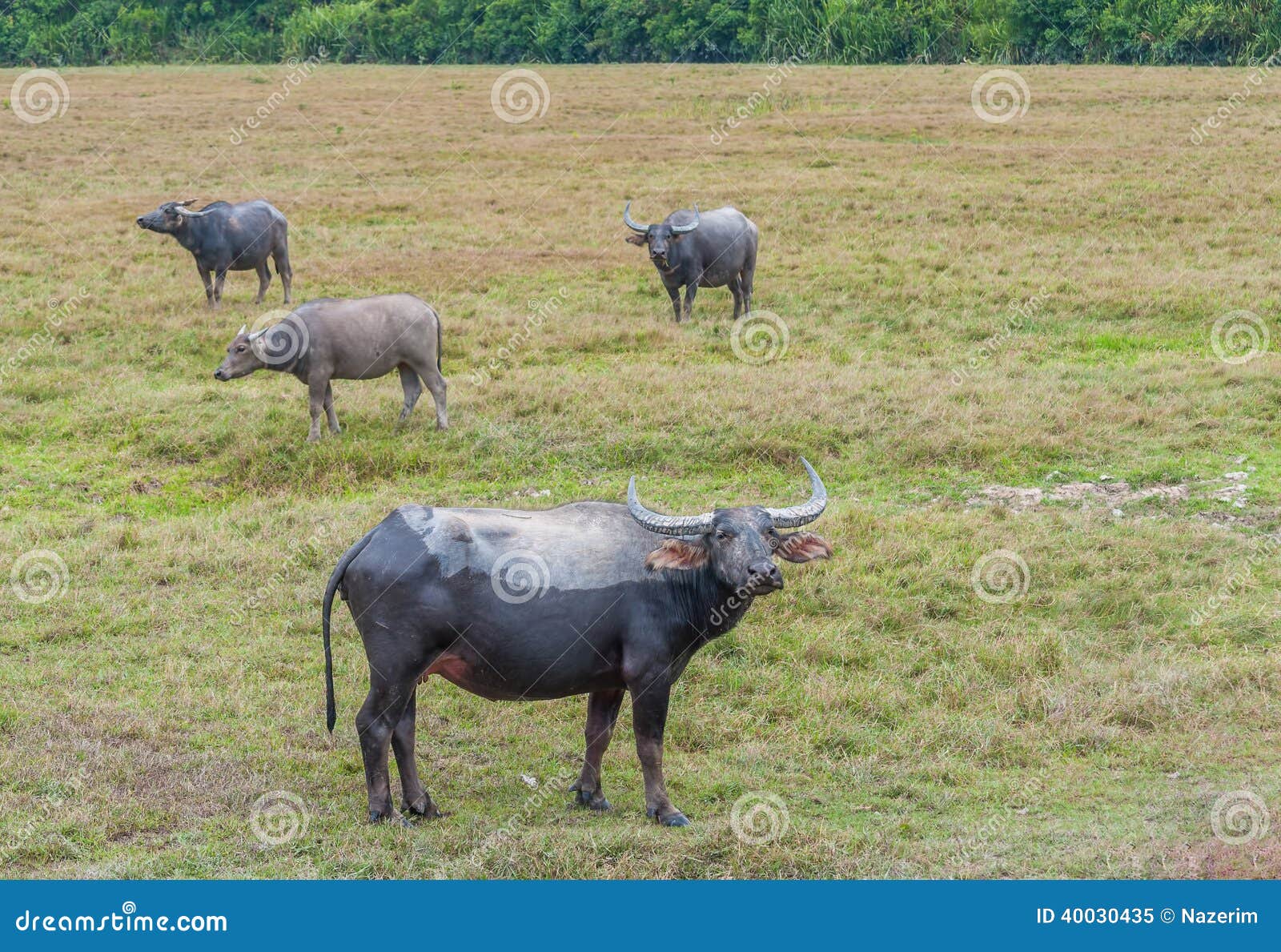 Asian Water Buffalo on the Field Stock Image - Image of africa, green ...