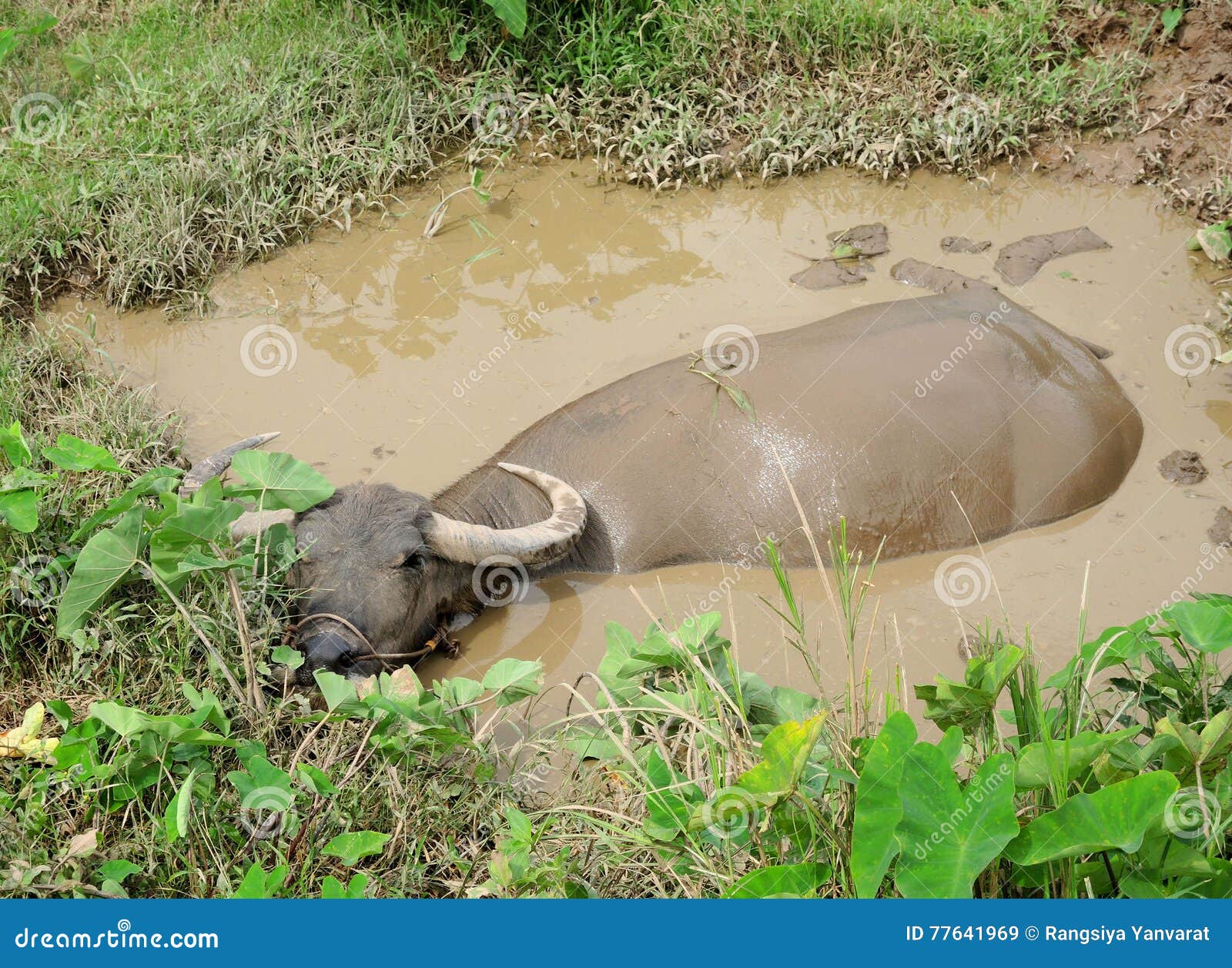 Asian water buffalo stock image. Image of asia, water - 77641969