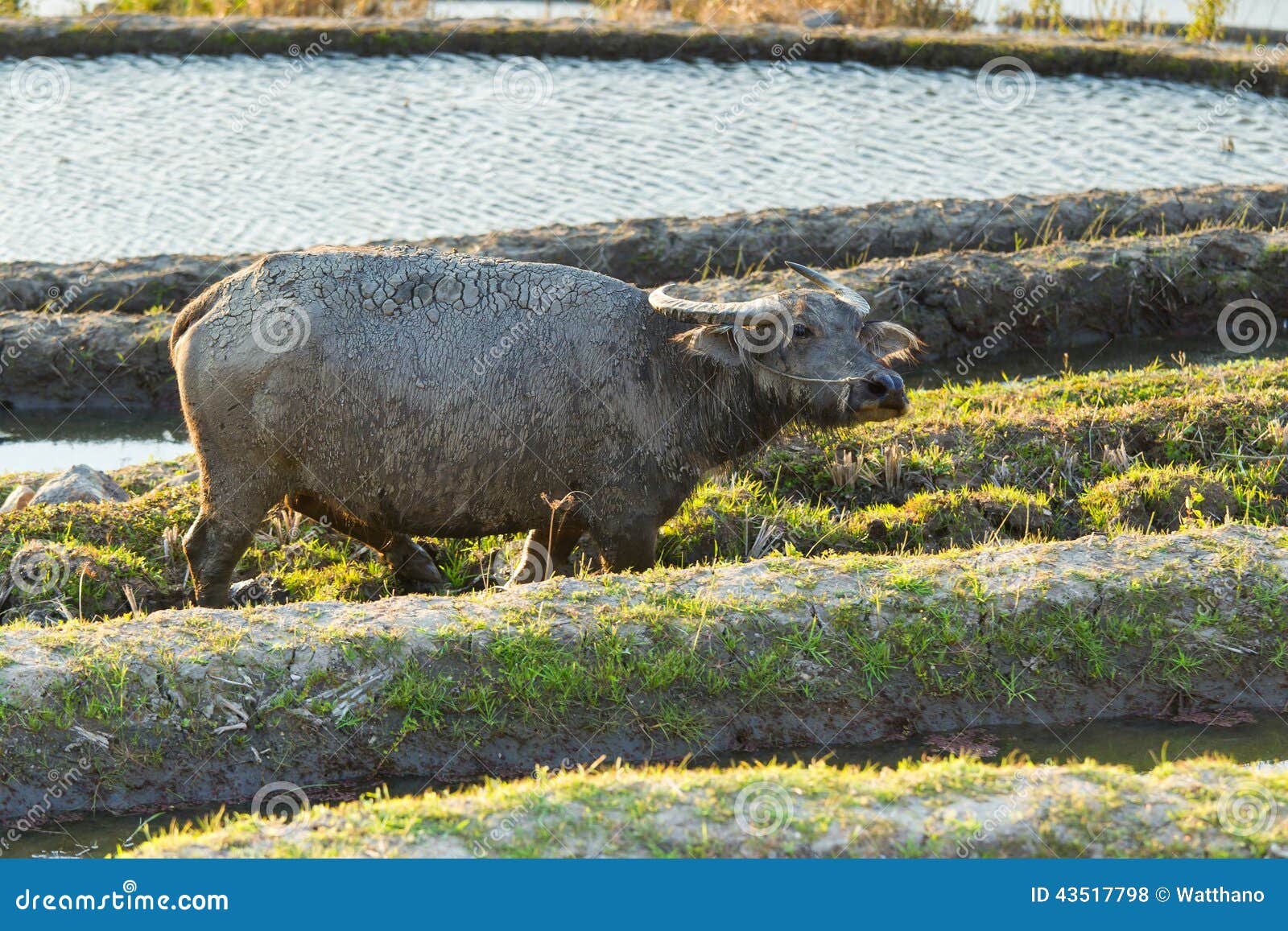 Asian Water Buffalo on Rice Fields of Terraces Stock Photo - Image of ...