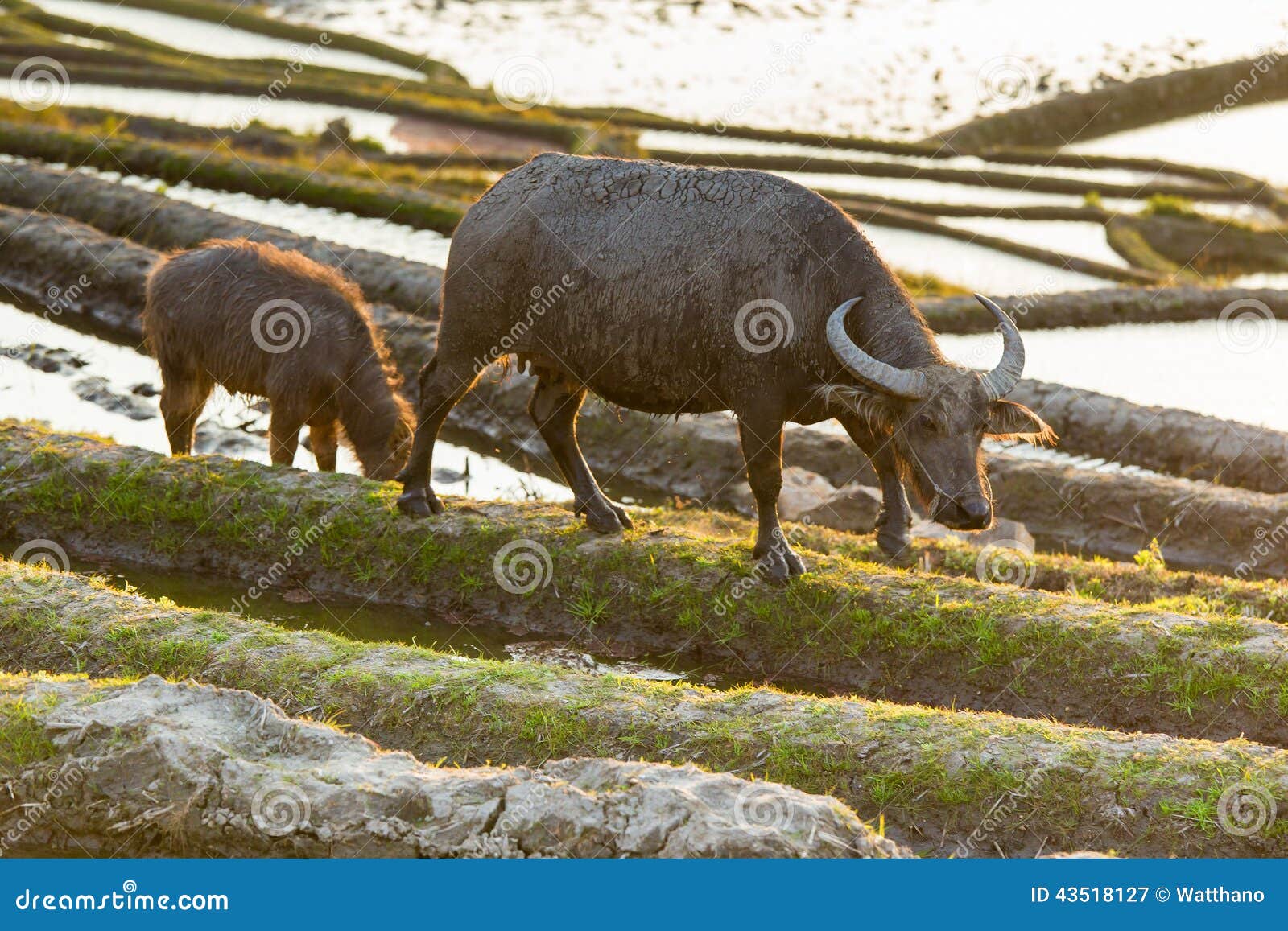 Asian Water Buffalo on Rice Fields of Terraces Stock Image - Image of ...