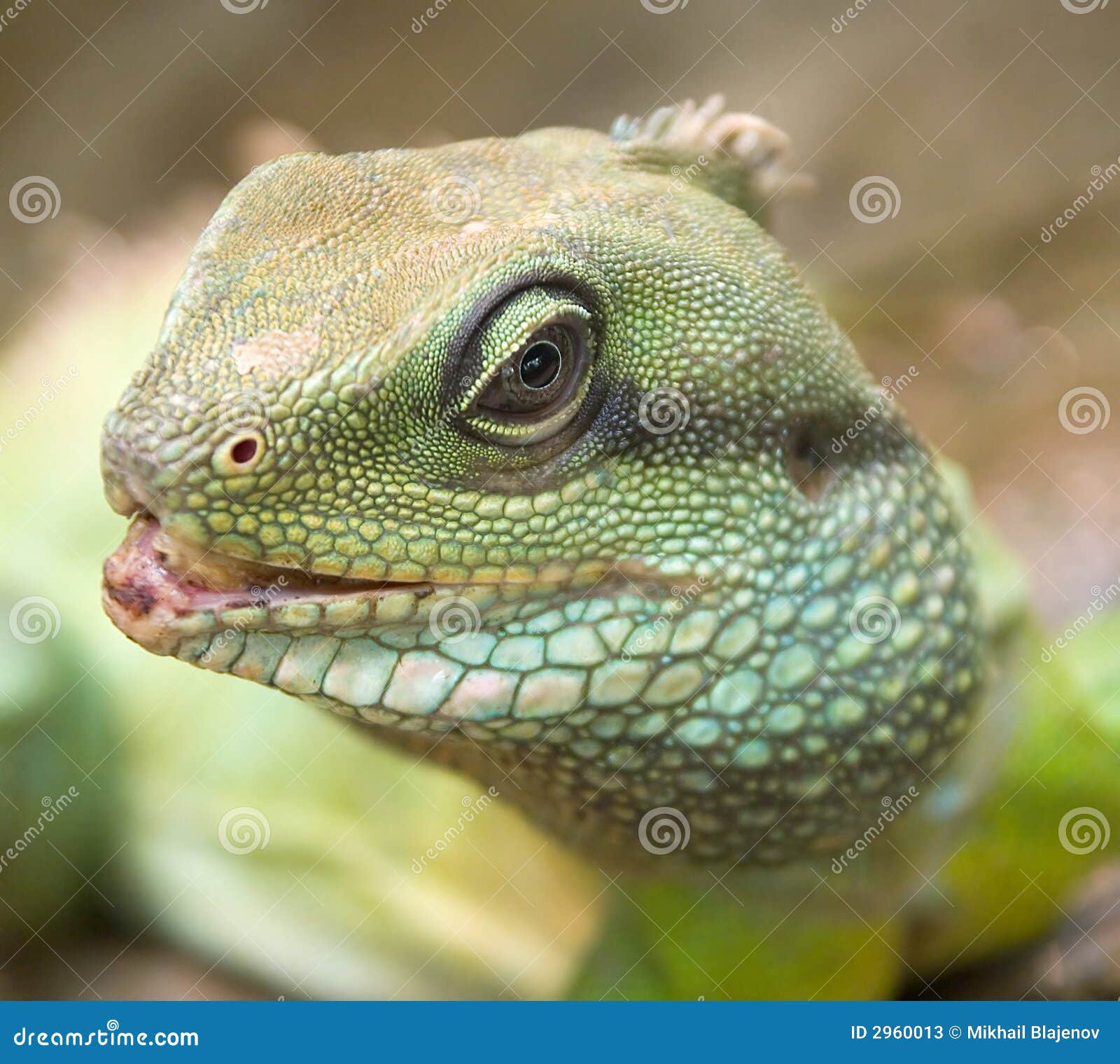 Asian water dragon 1 stock image. Image of chinese, creature - 2960013