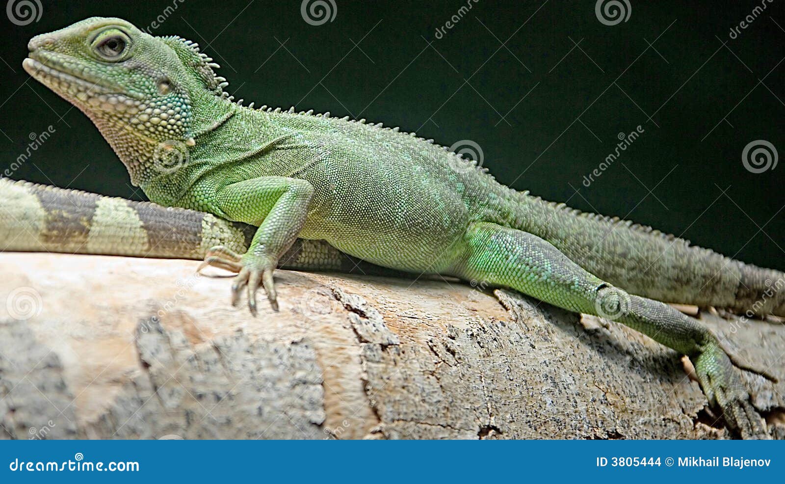 Asian water dragon 3 stock photo. Image of lizard, nature - 3805444