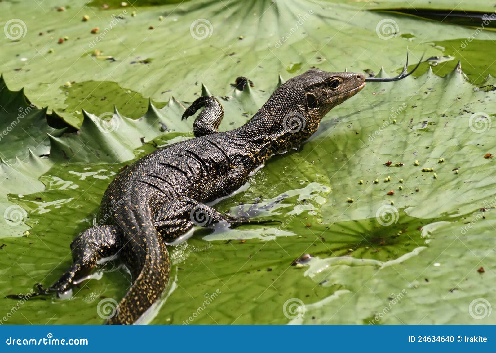 Asian water monitor lizard stock photo. Image of wild - 24634640