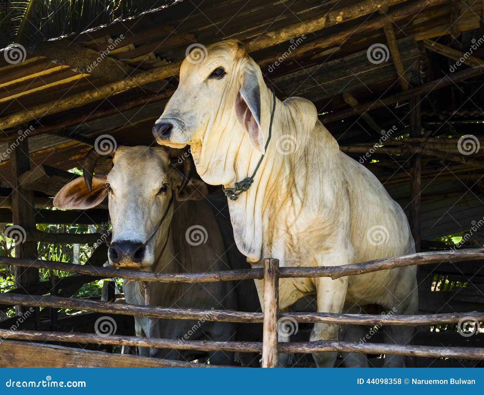 Asian White cow in cattle stock photo. Image of thailand - 44098358