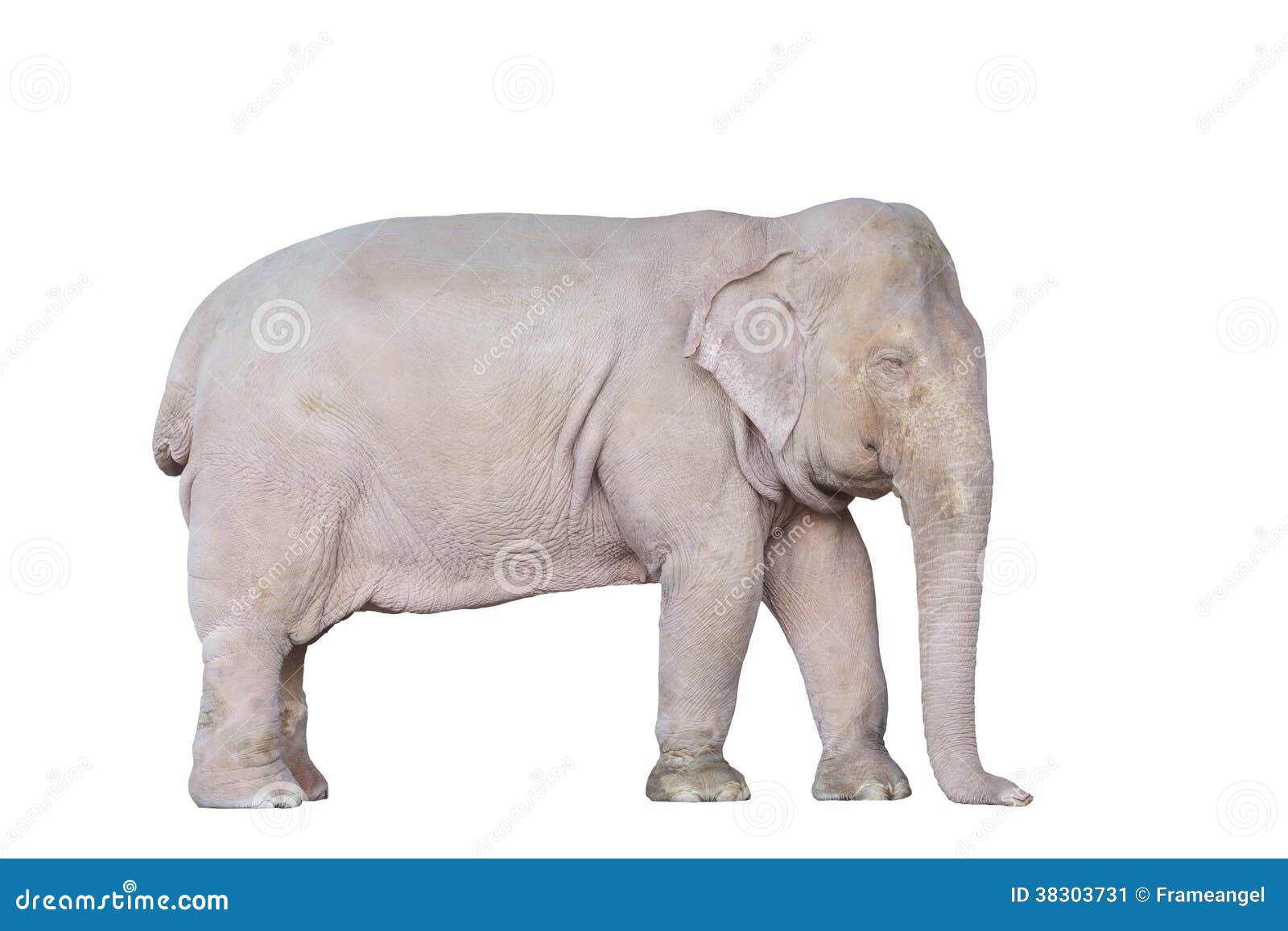 Asian White Elephant in Myanmar Stock Image - Image of peaceful, animal ...