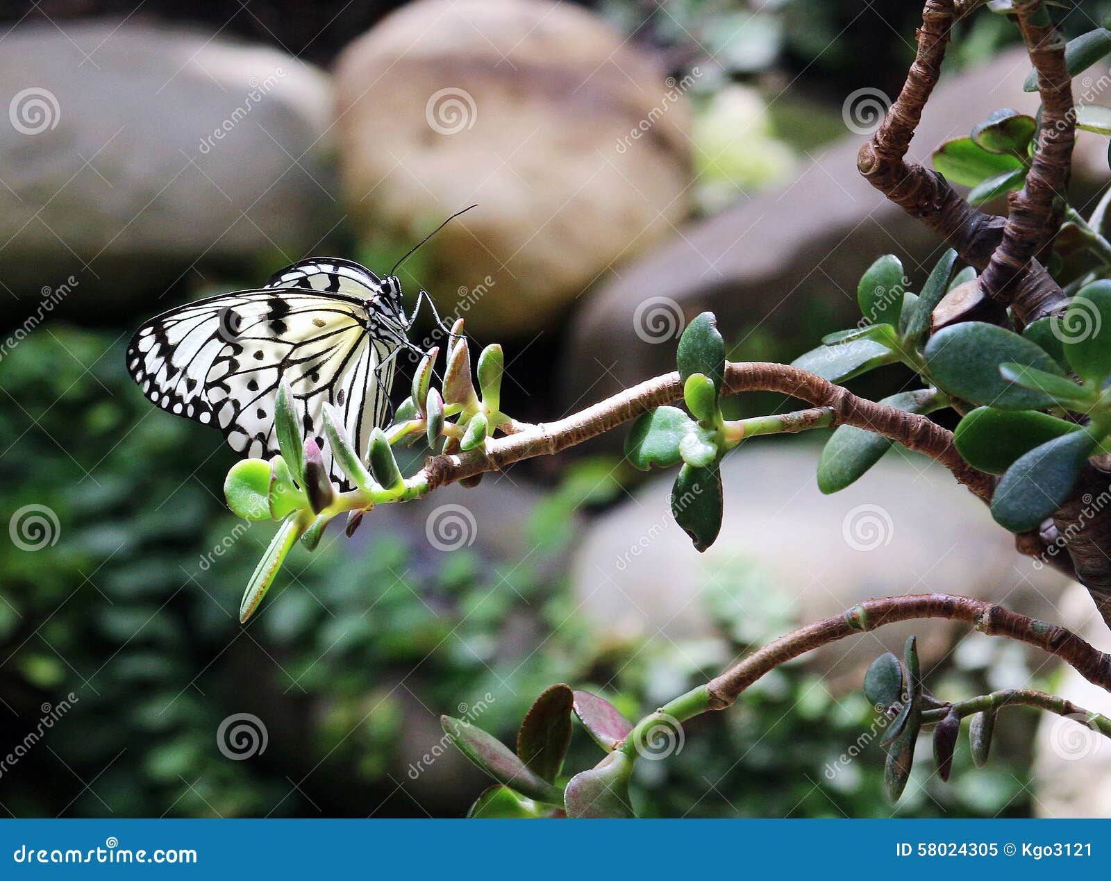 Asian white tree nymph stock image. Image of white, insect - 58024305