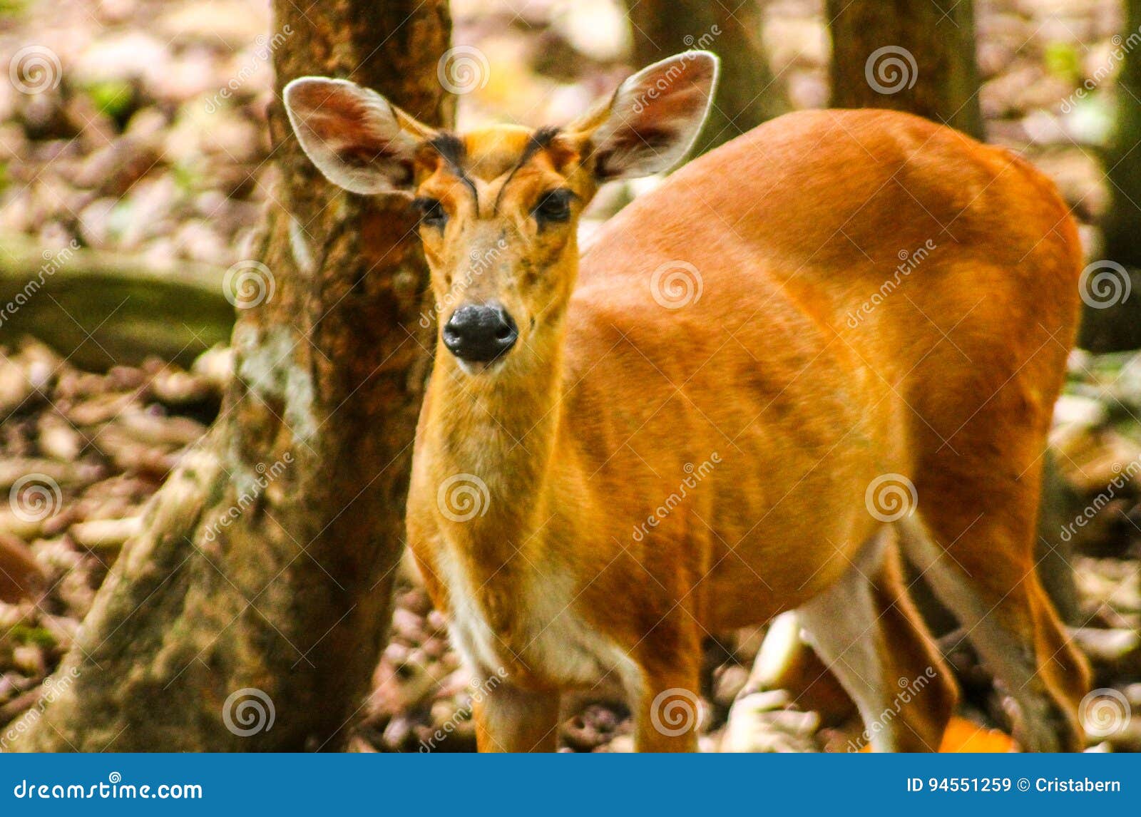 Asian wild deer stock image. Image of asia, asian, shocked - 94551259