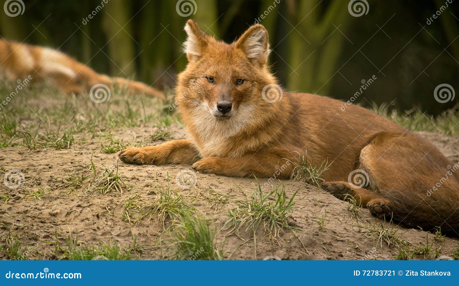 Asian wild dog or dhole stock image. Image of wildlife - 72783721