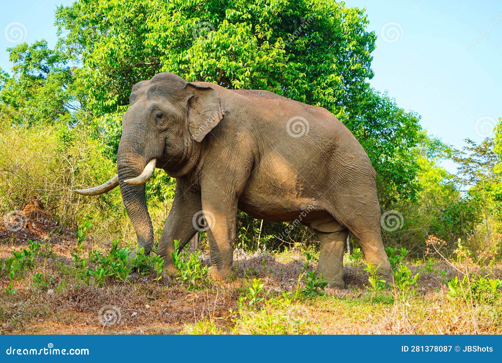 Asian Wild Elephant on the Side of a Forest Road in Western Ghats Stock ...