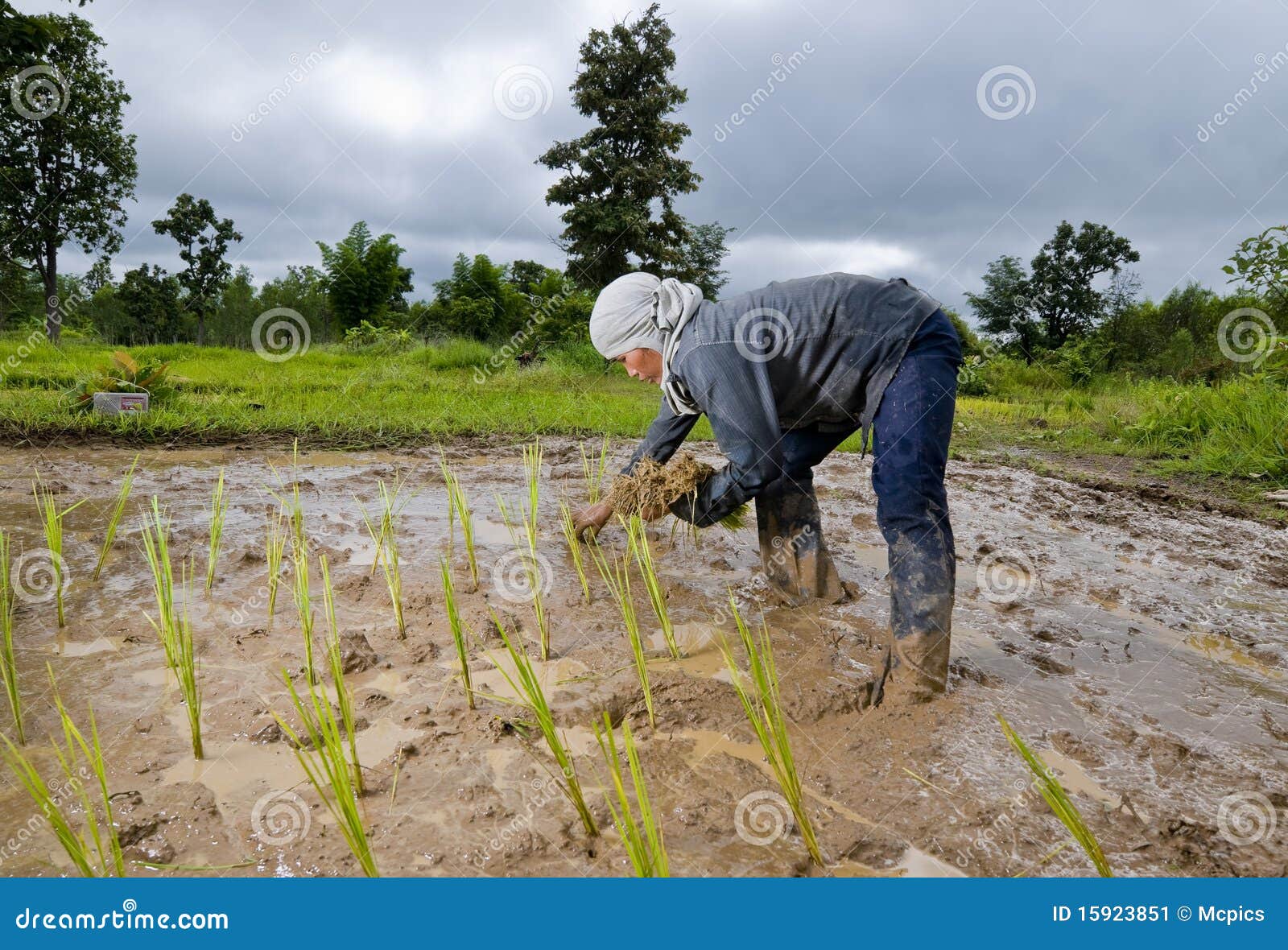 Asian woman growing rice stock image. Image of culture - 15923851
