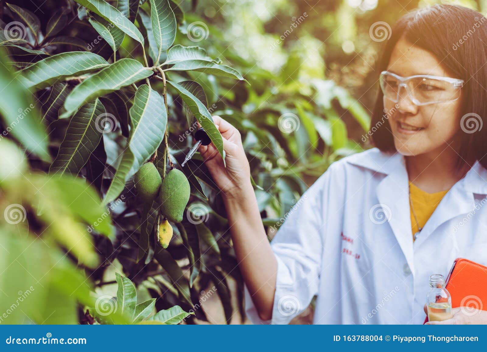 Asian Woman Researcher Examining Mango Fruit and Study Information Data ...