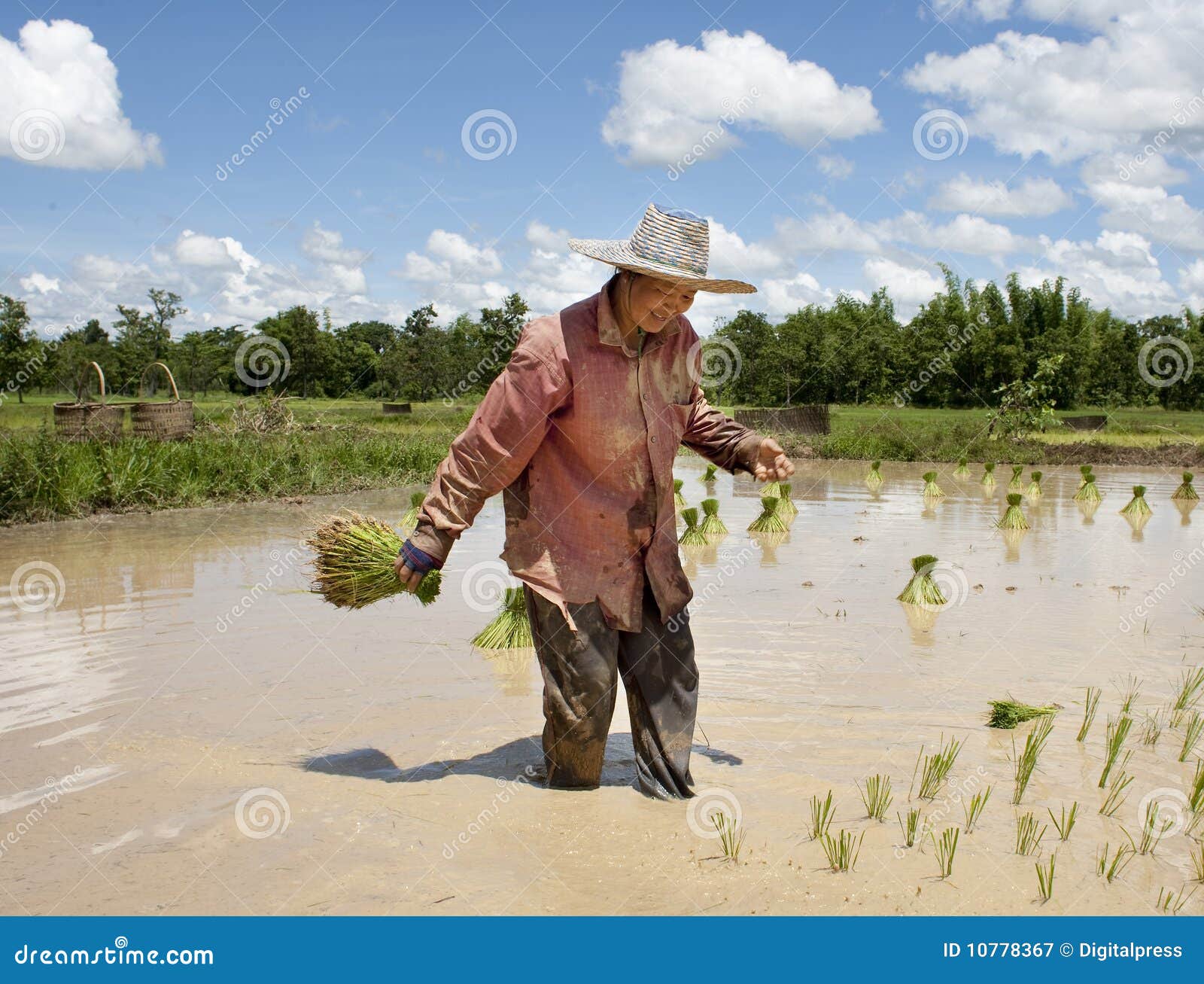 Asian Woman in the Rice Field, Thailand Stock Image - Image of harvest ...